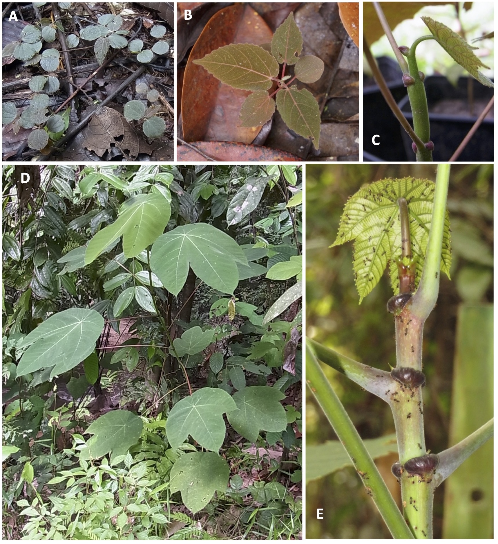 Macaranga trachyphylla Airy Shaw – PUBS