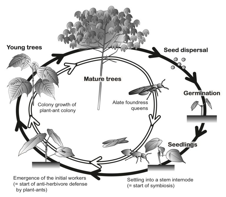 A Guide to Macaranga (Euphorbiaceae) of Lambir Hills National Park ...